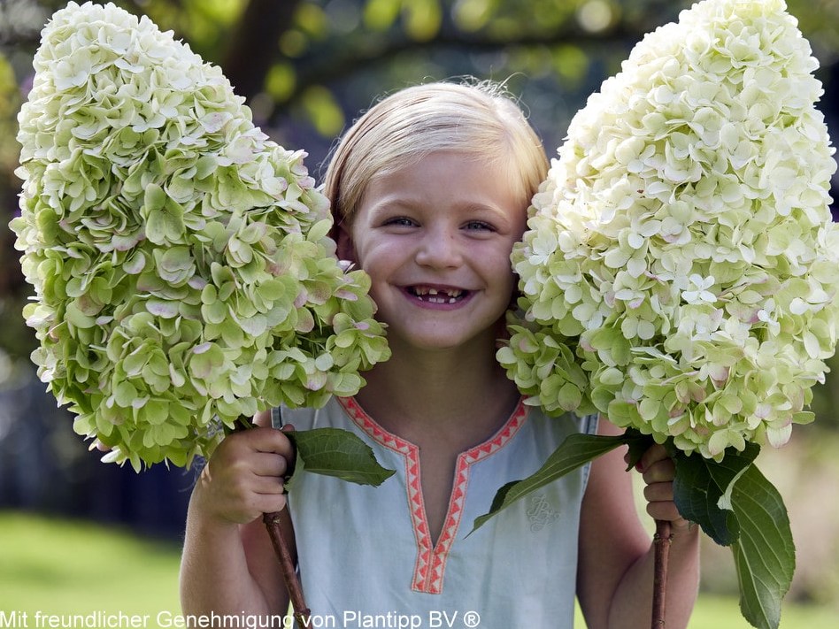 Hortensie Rispenhortensie Herkules