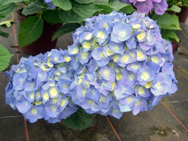 Hortensie Hydrangea macrophylla Bela®
