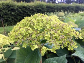 Hortensie Hydrangea arborescens 'Lime Rickey'