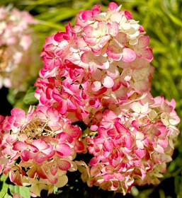 Hydrangea paniculata Diamant Rouge