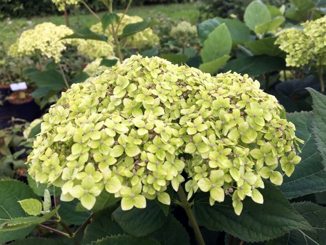 Hortensie Hydrangea arborescens 'Lime Rickey' | Hortensienträume